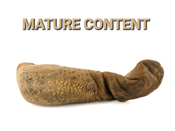 St1 Sheep Tongue Wet Specimen Jar Preserved Sheep Tongue - Etsy