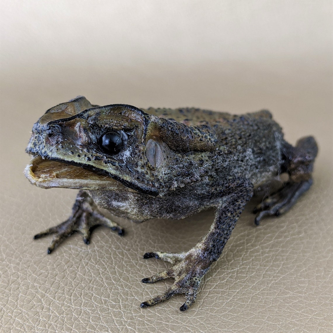 W51c Taxidermy Frog Specimen Curiosity Cabinet Duttaphrynus - Etsy