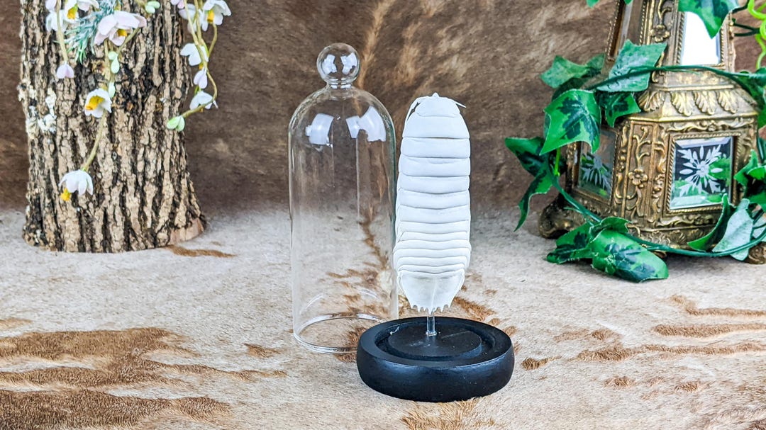 Giant Sea Isopod Glass Dome Display Taxidermy Oddities Curiosities ...