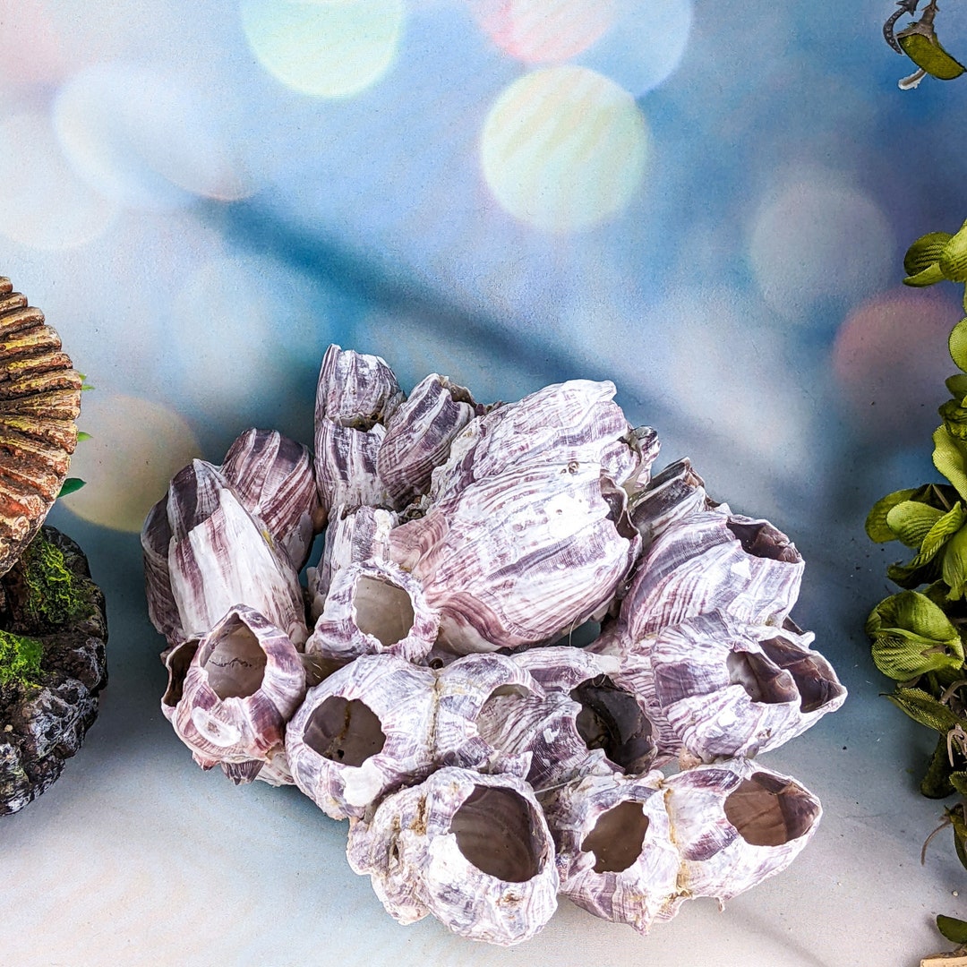Ocean Pink Purple Barnacle Coral Cluster Coast Nautical Shell Home ...