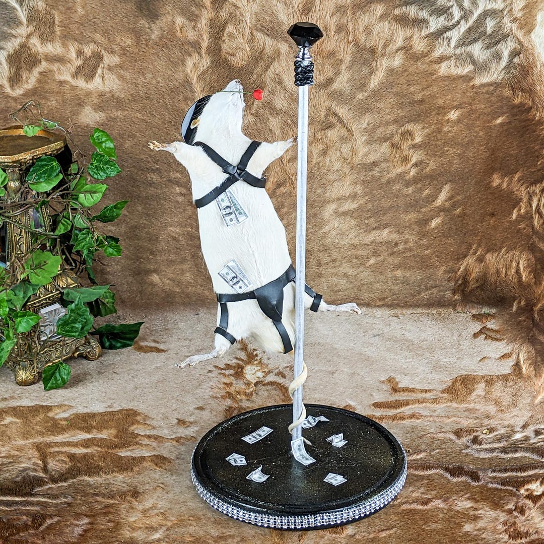 Stripper Rat Pole Burlesque Male Taxidermy Oddities Curiosities ...