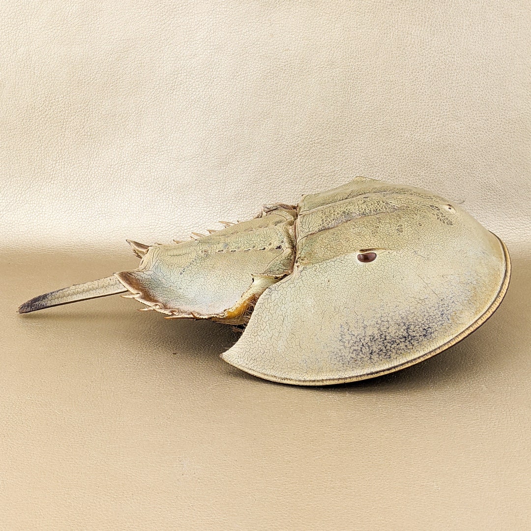 Damaged Real Horseshoe Crab Shell Oddities Curiosities Specimen 13 ...