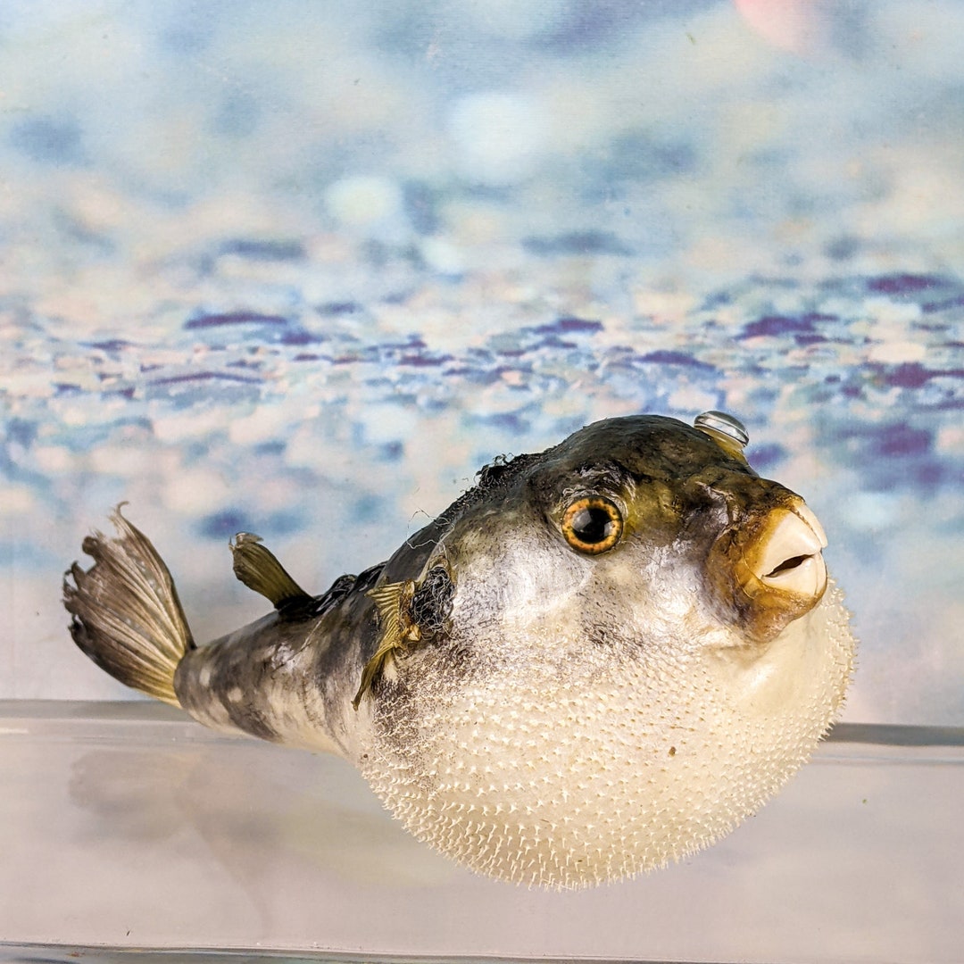 Parrot Puffer Fish Specimen Taxidermy Oddity Collectible Education ...