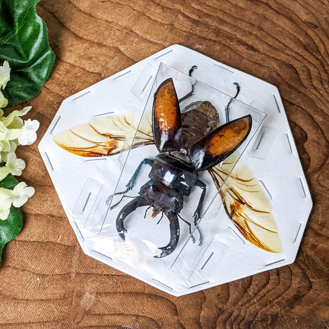 Hexarthrius Parryi Spread Beetle Specimen Craft Collectible Taxidermy ...