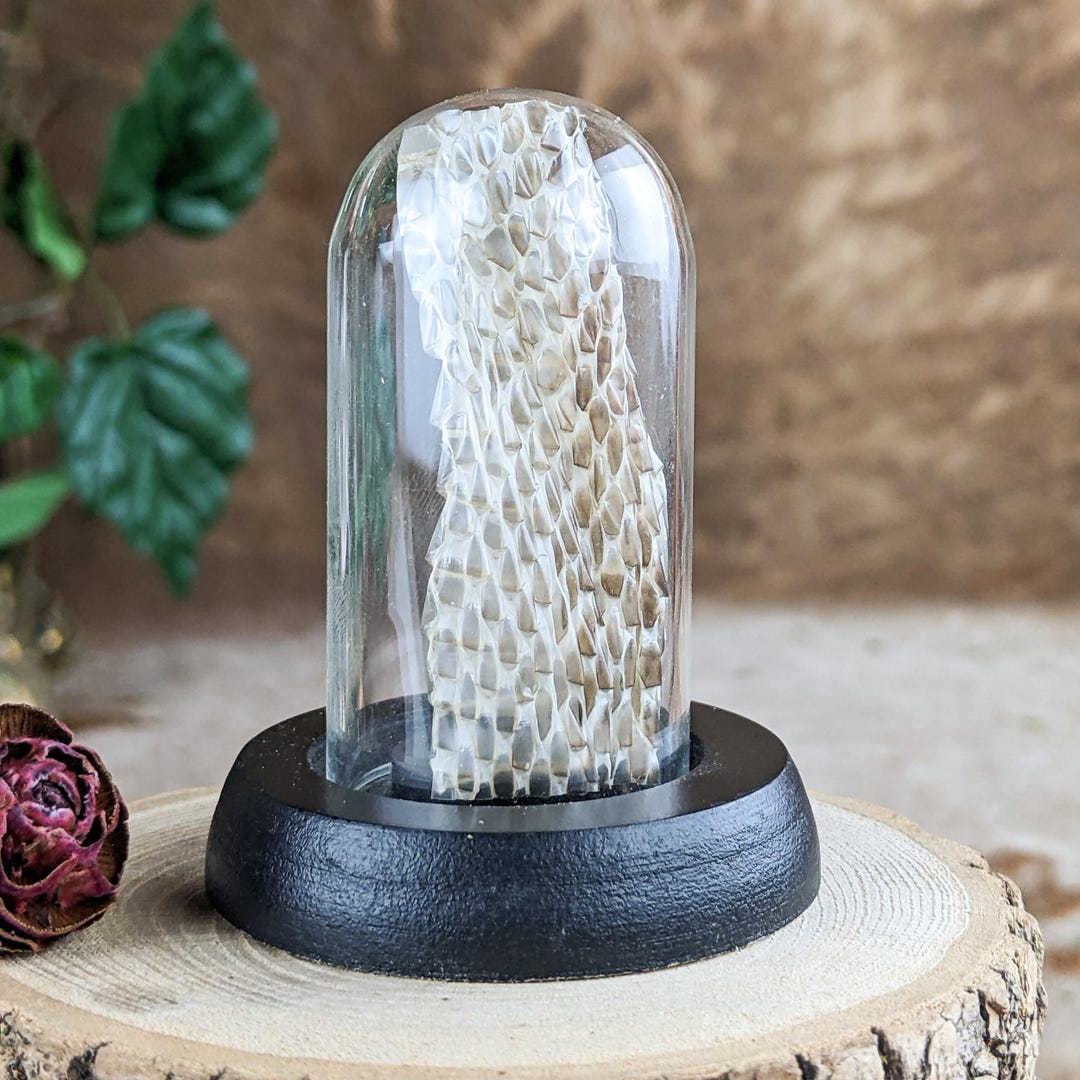 Snake Skin Shed Dome Display Taxidermy Oddities Curiosities Collectible ...