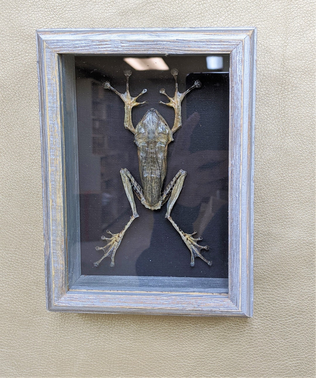 Silver Tree Frog Framed Display Taxidermy Large Rare Specimen ...