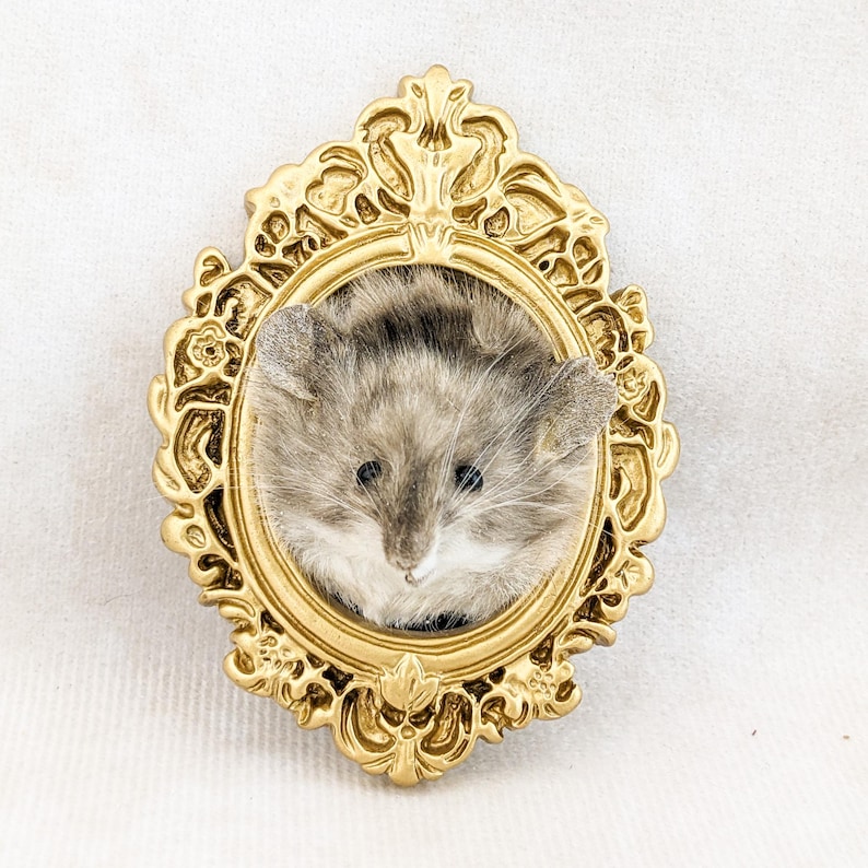 Mouse Head Mount Fridge Magnet Taxidermy Real Display Curiosities ...