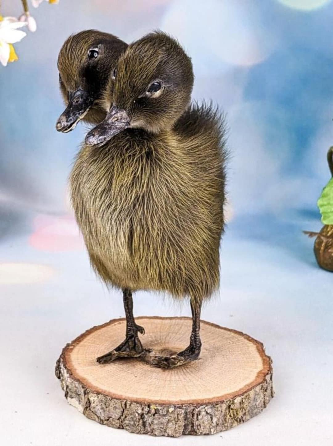 Two Headed Duck Duckling Standing on Wood Oddities Curiosities ...