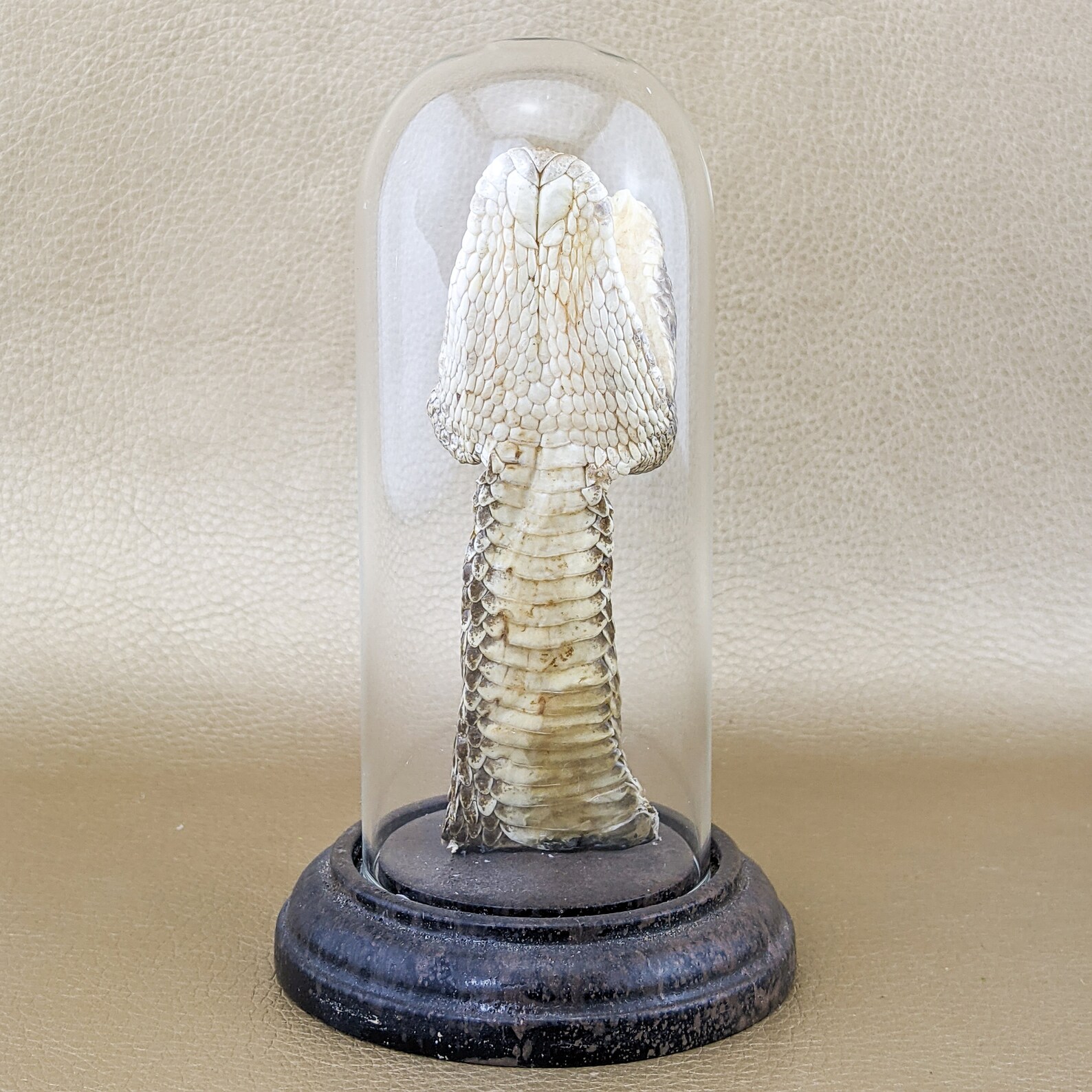 V32a Rattlesnake Snake Head Glass Dome Display Taxidermy - Etsy
