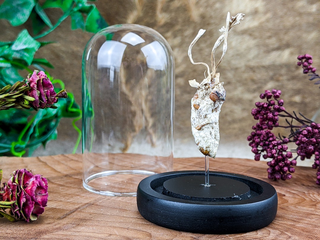 Zombie Cicada Fungus Dome Taxidermy Oddities Curiosities Isaria ...