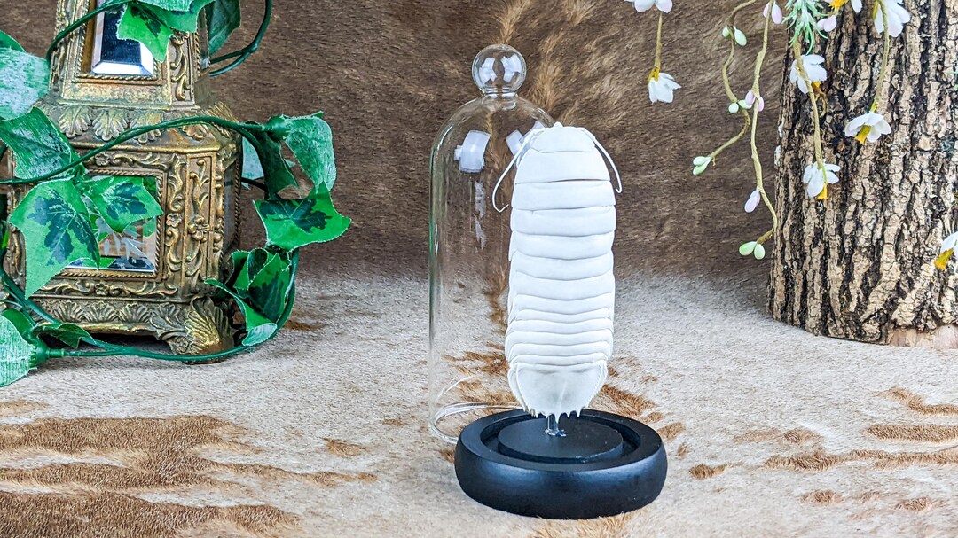 Giant Sea Isopod Glass Dome Display Taxidermy Oddities Curiosities ...