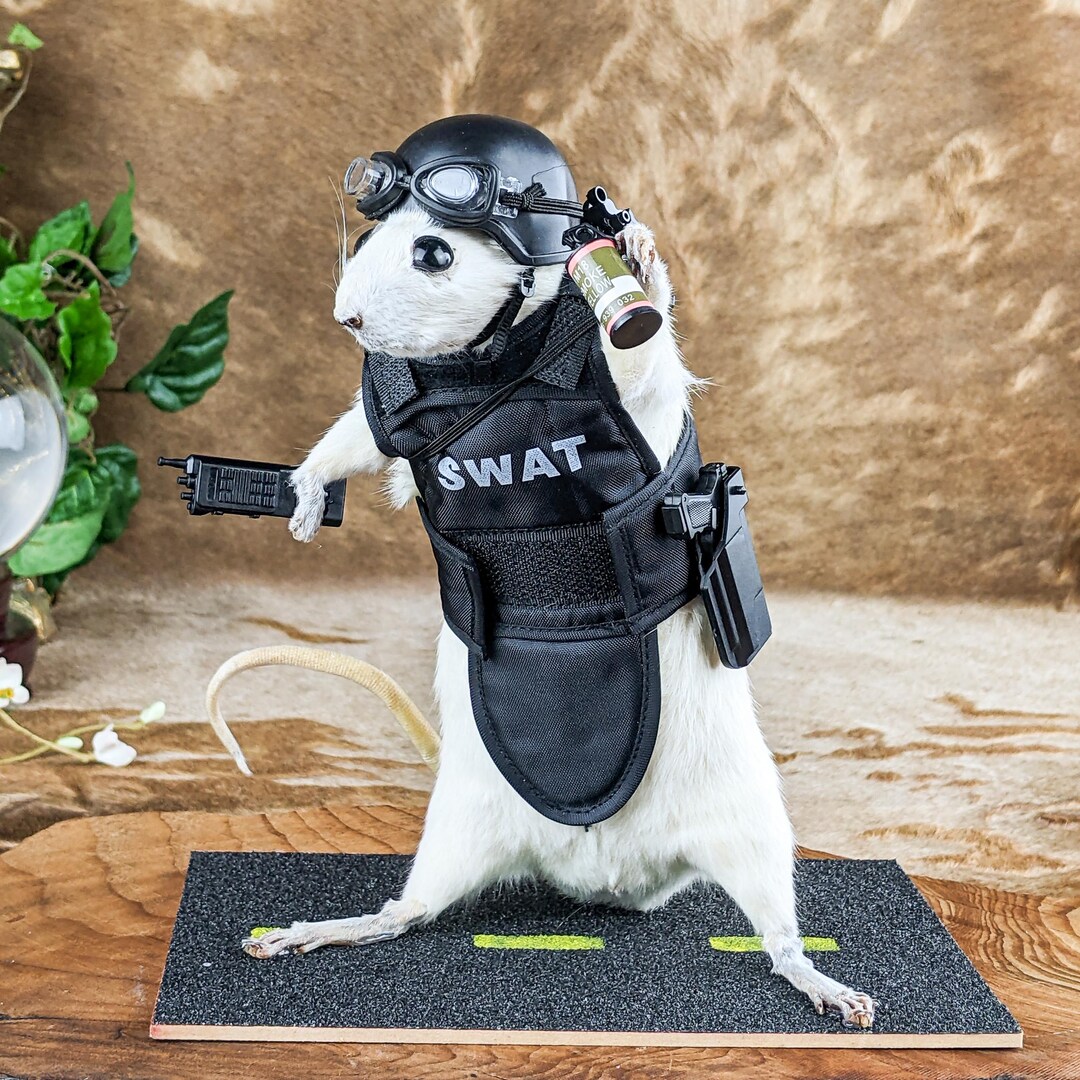 SWAT Rat Anthropomorphic Taxidermy Oddities Curiosities Display ...