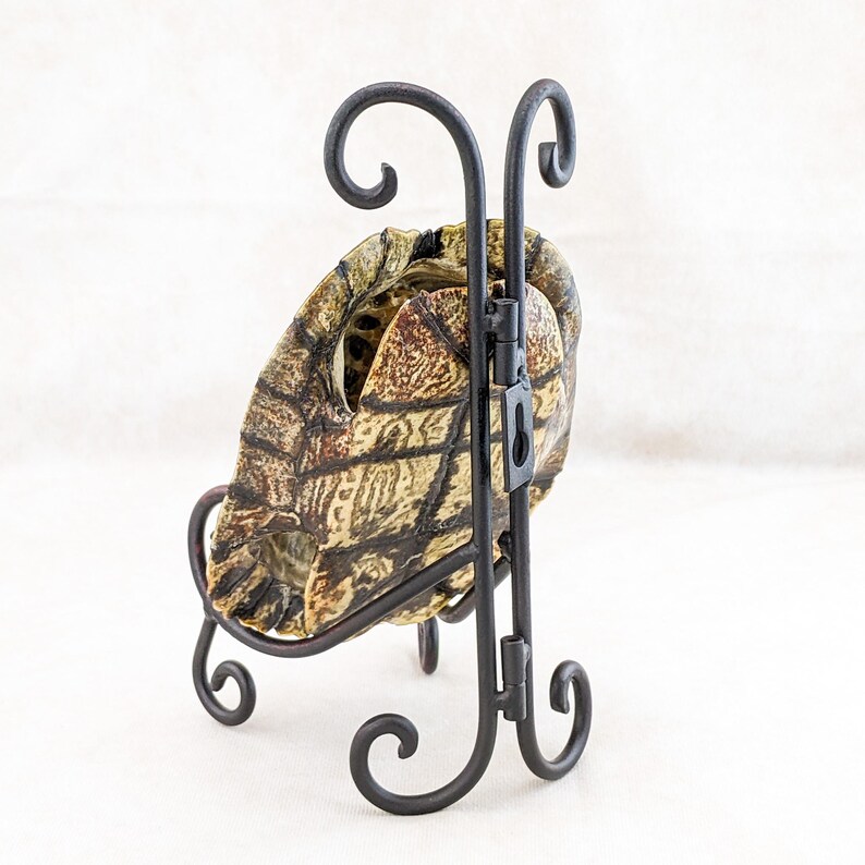 Red Eared Slider Turtle Shell Stand Display Taxidermy Curiosity ...