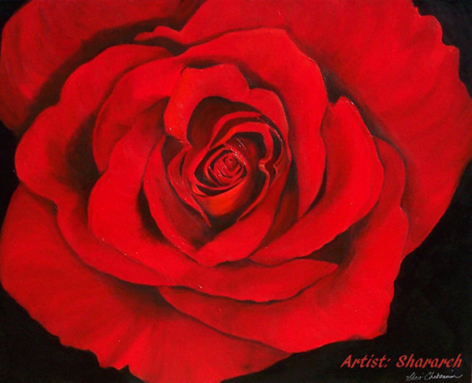 Red Rose Print on Canvas Black Background Limited Edition - Etsy