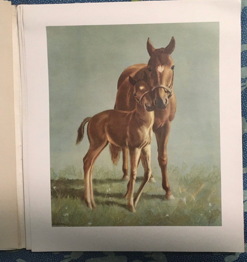 CW Anderson Portfolio of Horse Prints Look of a Thoroughbred - Etsy ...