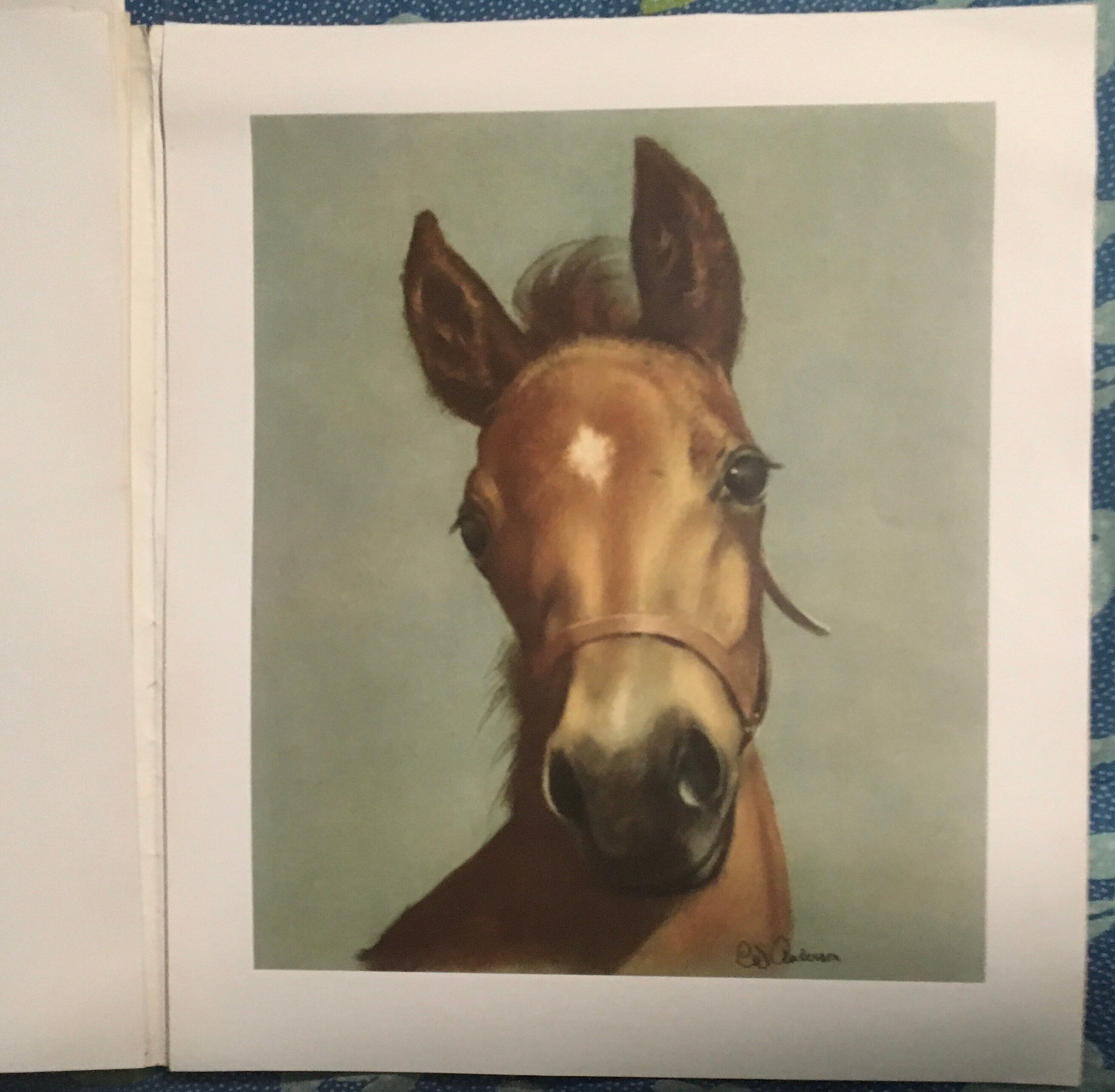 CW Anderson Portfolio of Horse Prints Look of a Thoroughbred - Etsy ...