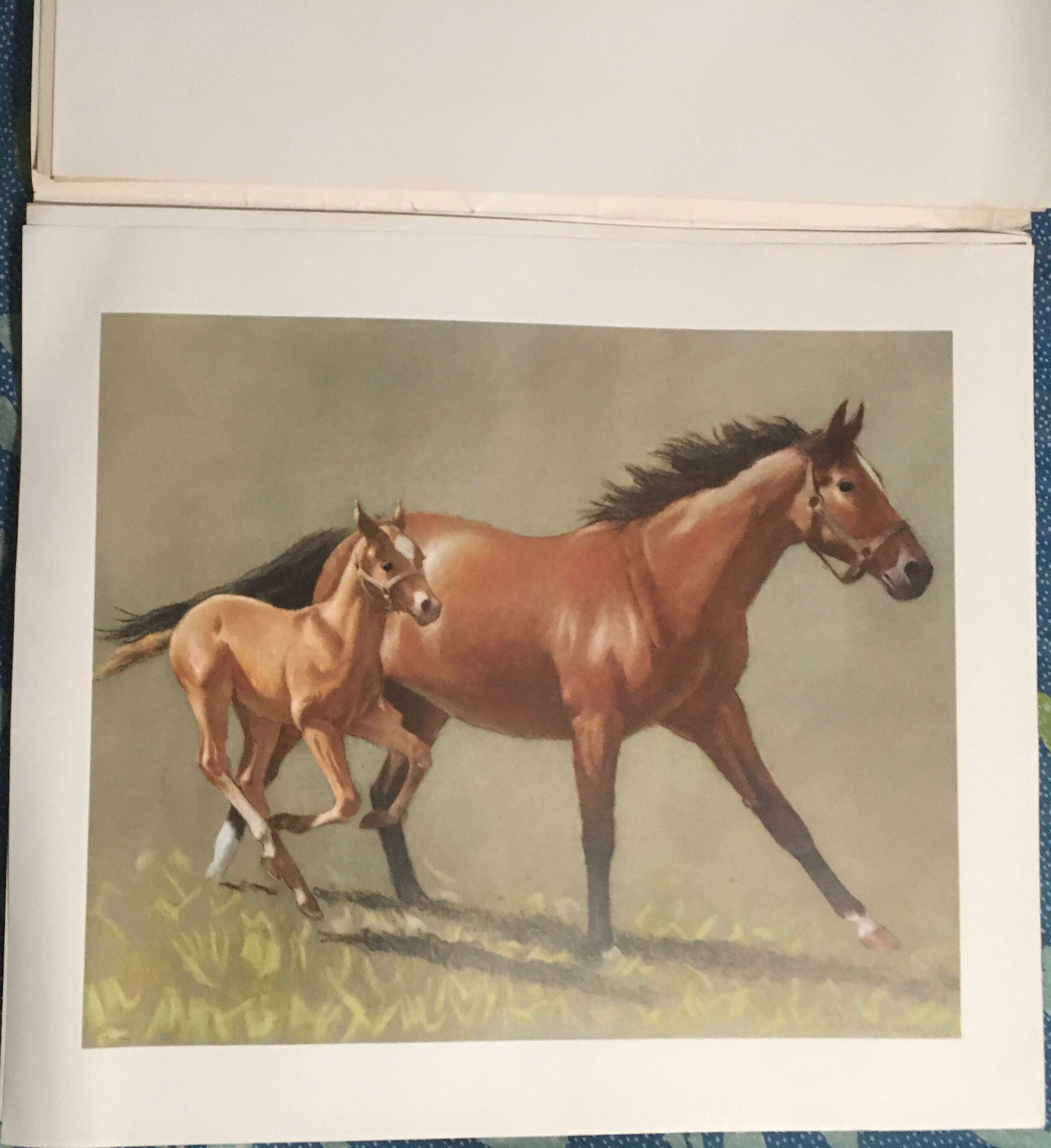 CW Anderson Portfolio of Horse Prints Look of a Thoroughbred - Etsy ...