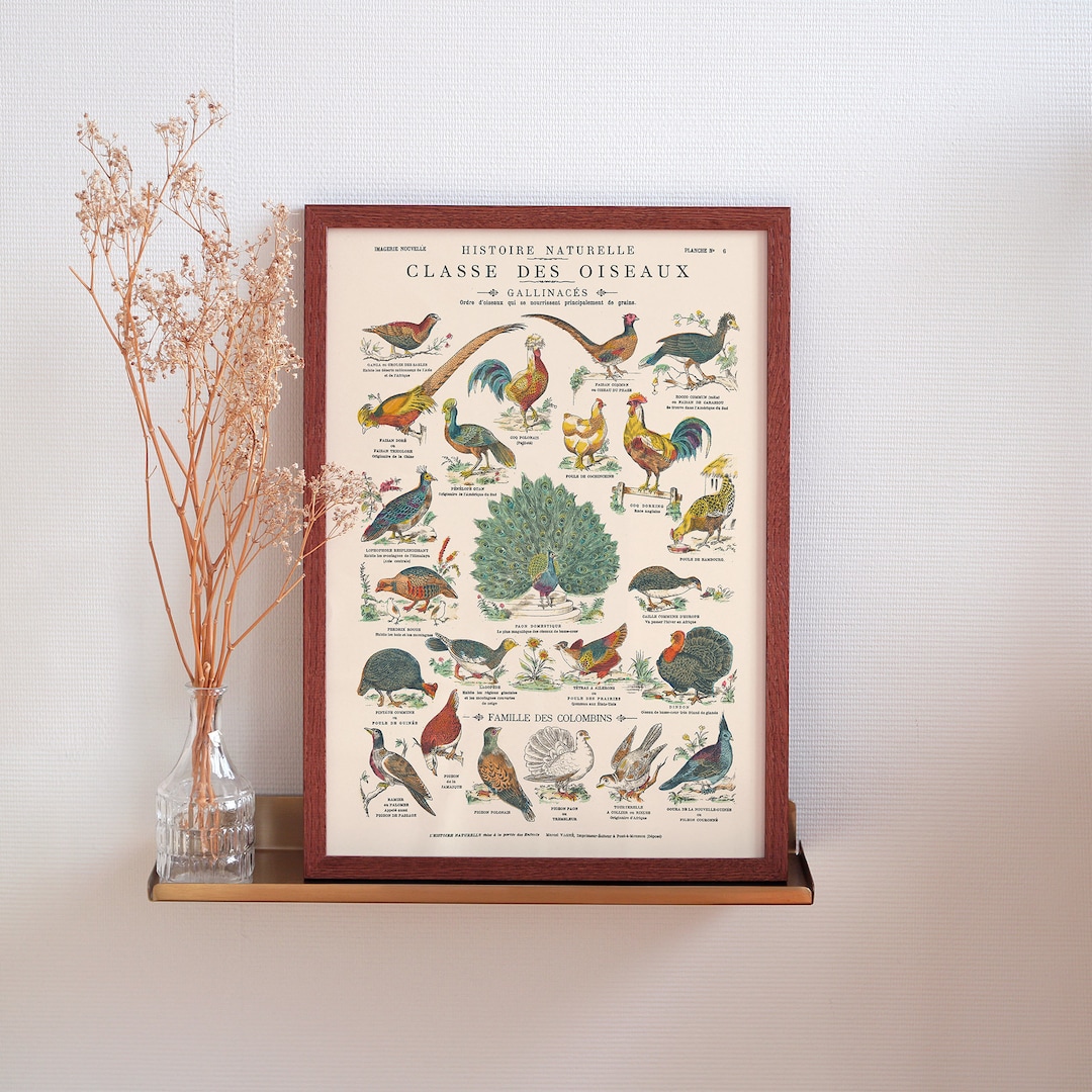 Poster: Birds Gallinaceae & Doves Educational Sheet 6 Bird School ...