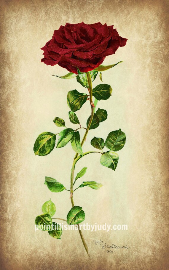 Red Rose Art Print - Etsy