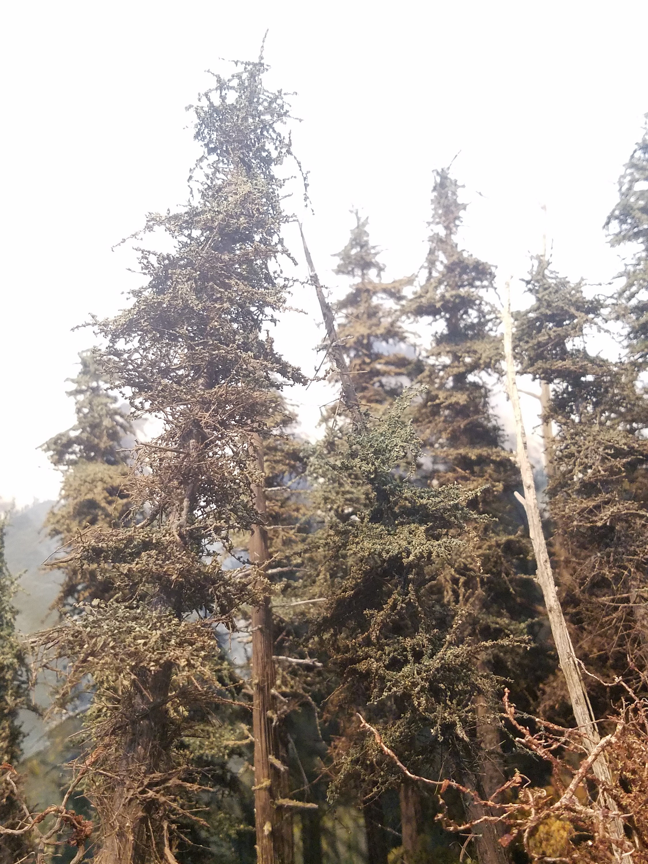 Realistic Model Trees, Forest Diorama, Miniature, Scene, Model Forest ...