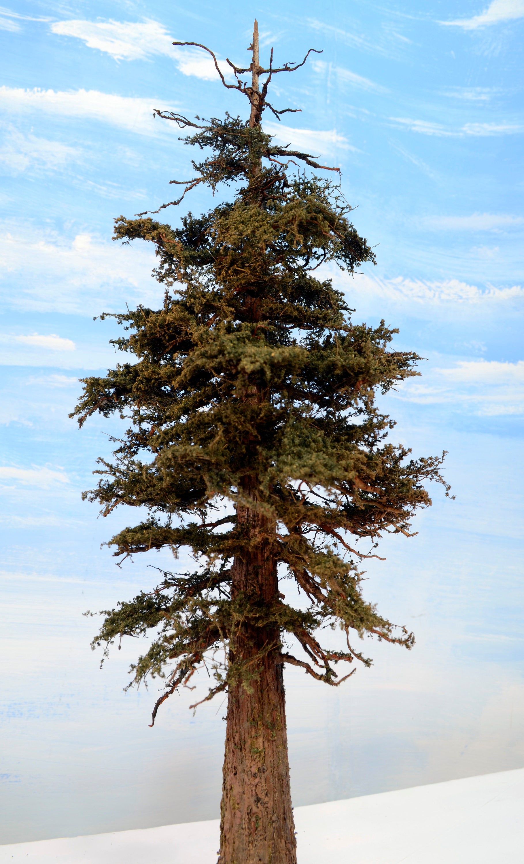 Redwood-sequoia Tree MODEL 16 Inches, Expert Model Scale Scenery, Star ...