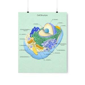 Cell Biology Wall Art - Labeled Science Poster - Science Classroom ...