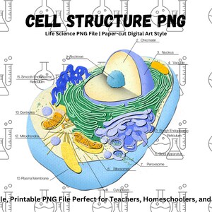 Science PNG File Labeled Cell Biology Functional and Educational ...