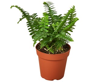 Jester's Crown Nephrolepis Obliterata Fern Plant in 6 Inch Pot - Etsy