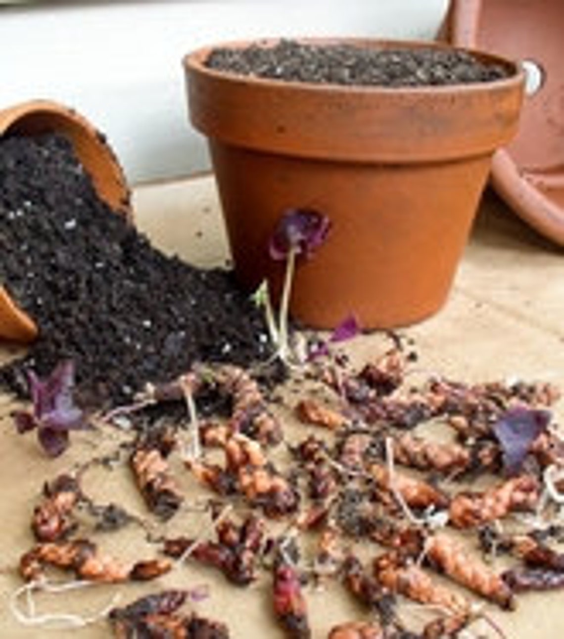 10X Shamrock Pip's Lucky Charm Plant Oxalis Purple Pips - Etsy