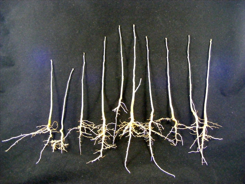 Rose of Sharon Plant: White Flower, Red Center Hibiscus (live Plant ...