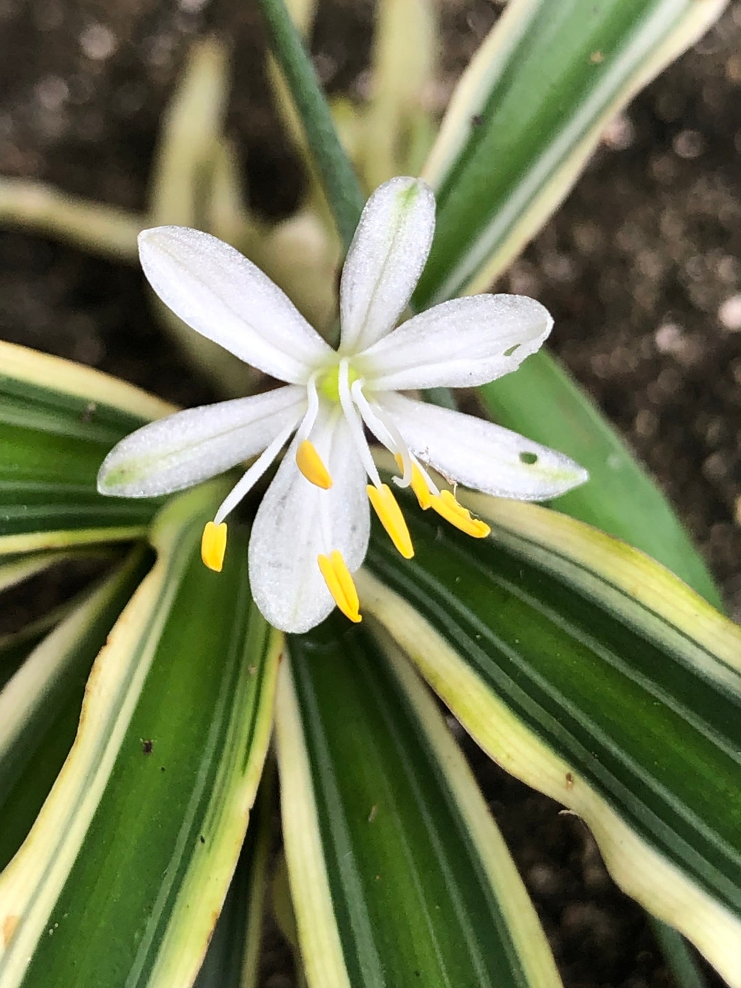 Variegated Spider Plant Chlorophytum Comosum House Plant W/green Leaves ...