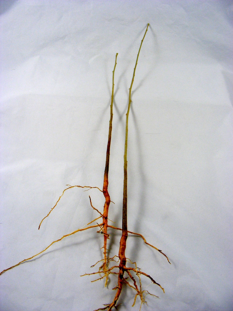 Rose of Sharon Plant: White Flower, Red Center Hibiscus (live Plant ...