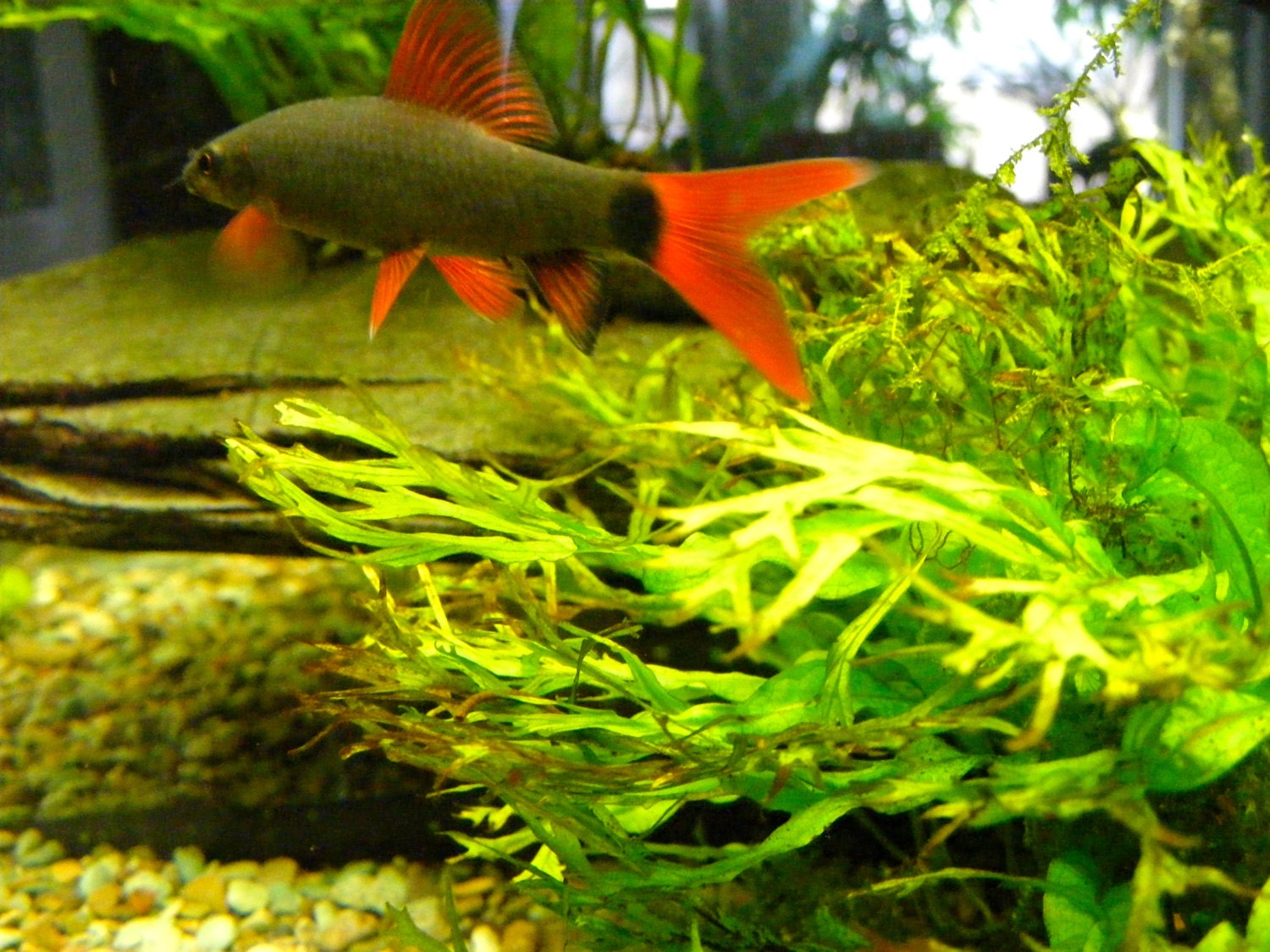 Lot of 6 Java Fern Lace Microsorium pteropus v. Windelov Live | Etsy