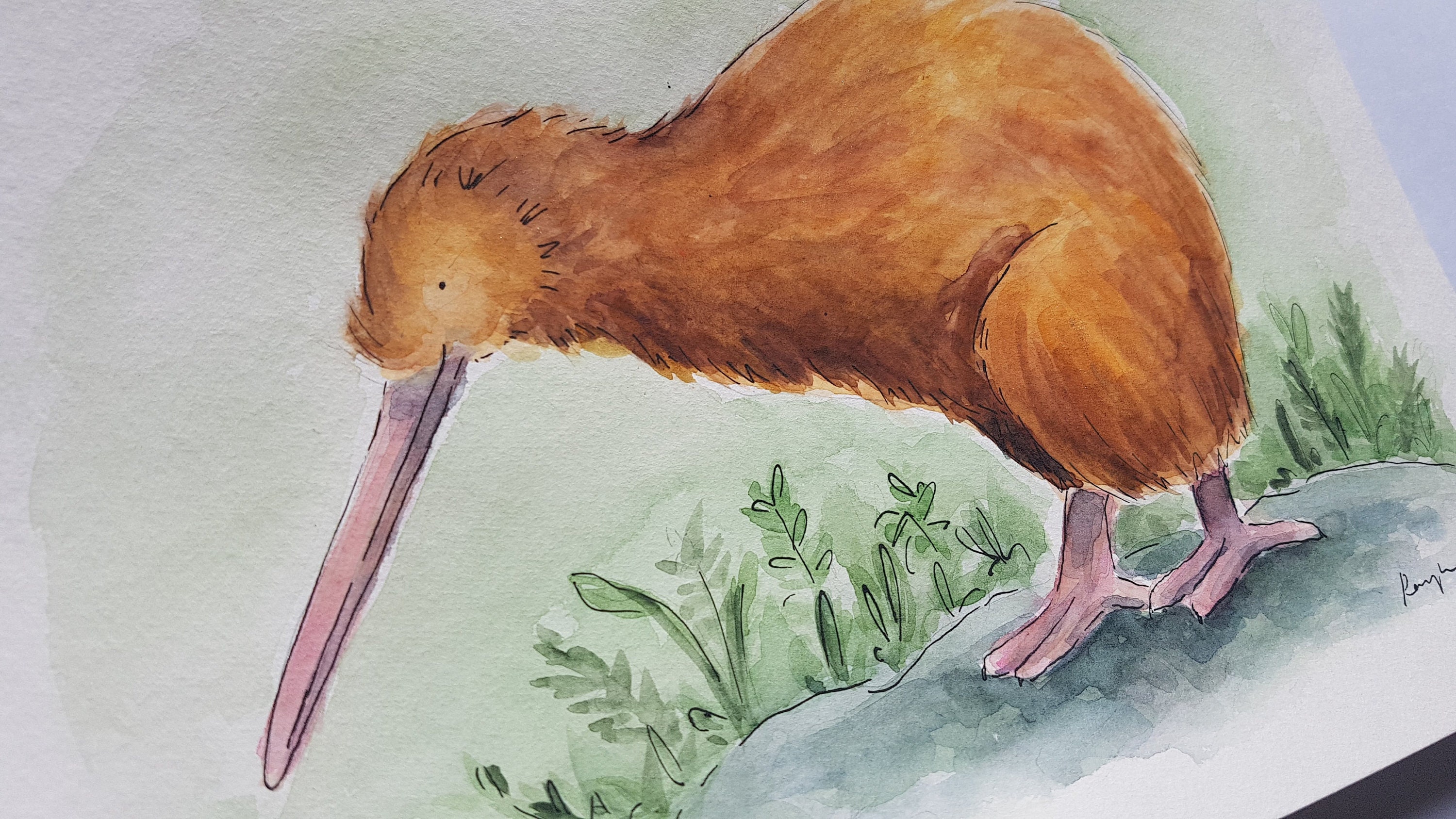Kiwi Bird Art Print NZ Bird Original Watercolor Painting - Etsy