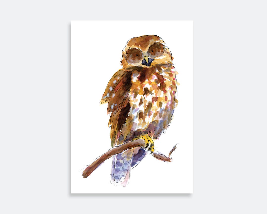 Owl Watercolor Print | NZ Birds Prints | New Zealand Bird Illustration ...