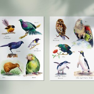 Birds of New Zealand Print #1 / New Zealand Birds / Kakapo / Kiwi ...