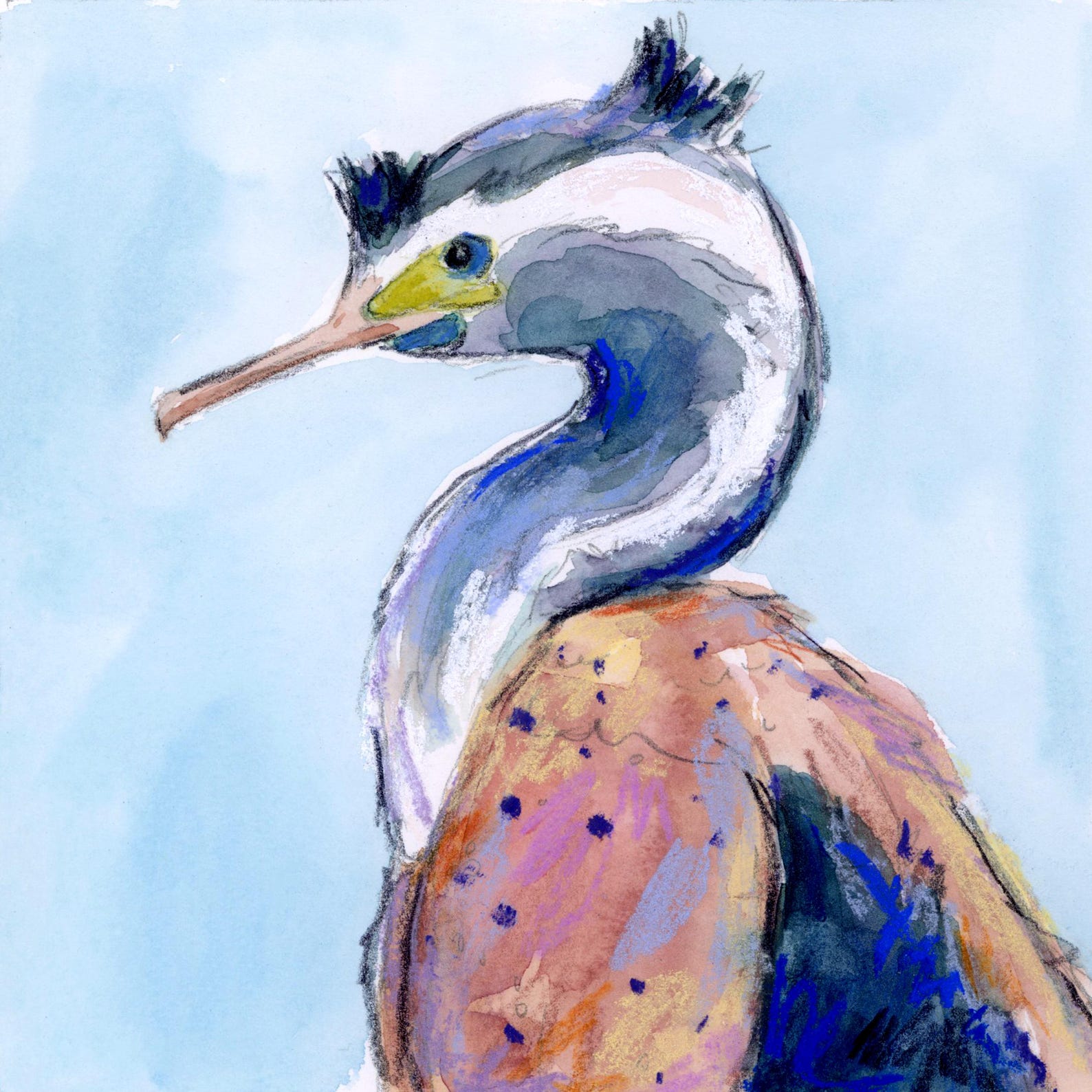 Spotted Shag Kawau Tikitiki Art Print - Etsy