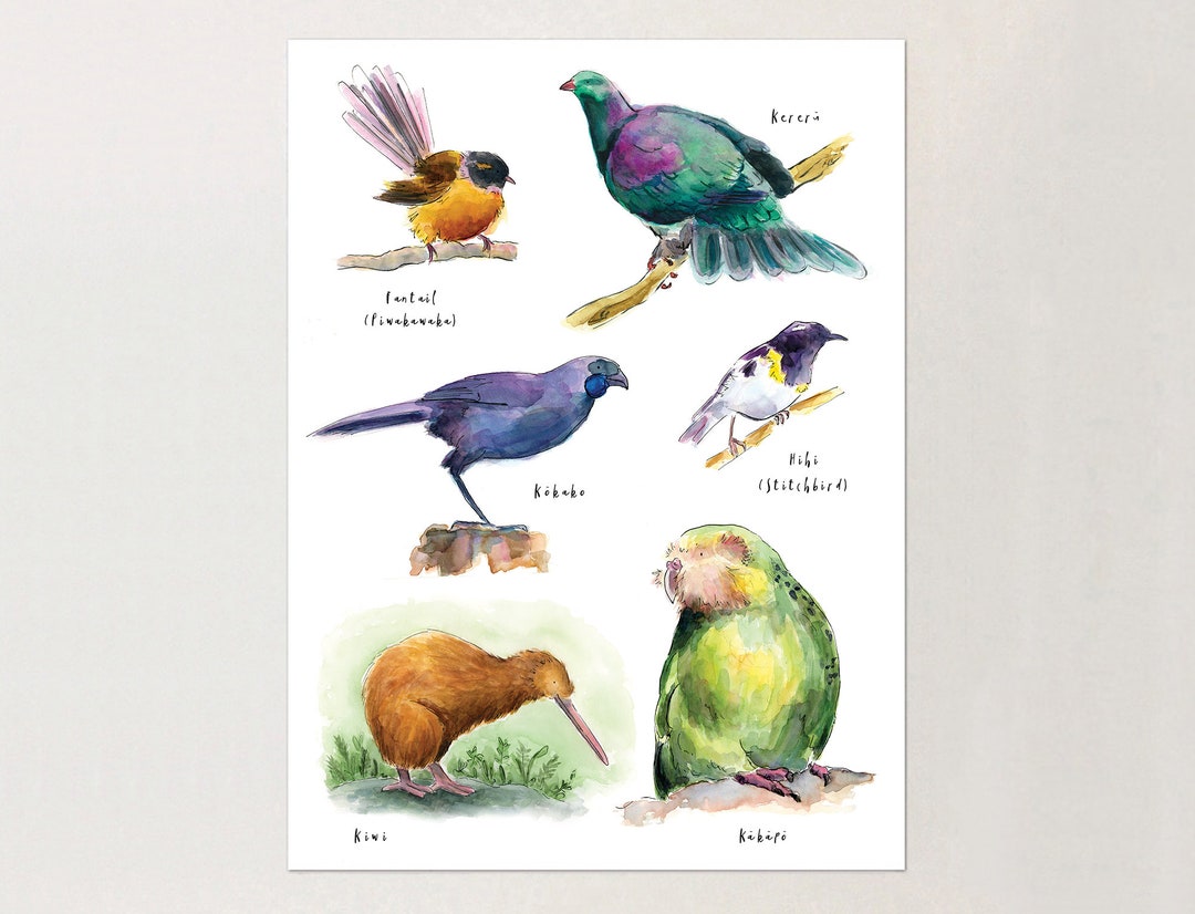 Birds of New Zealand Print #1 / New Zealand Birds / Kakapo / Kiwi ...