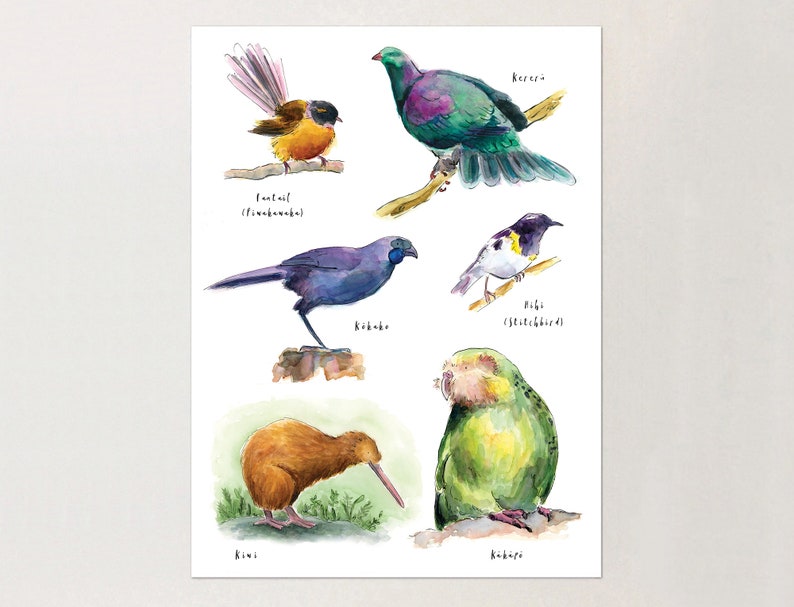 Birds of New Zealand Print 1 / New Zealand Birds / Kakapo / - Etsy ...