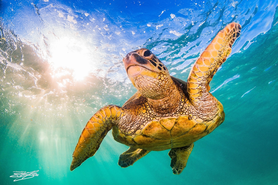 Turtle Swimming in Hawaii Under the Sun Photo on Aluminum or Canvas - Etsy