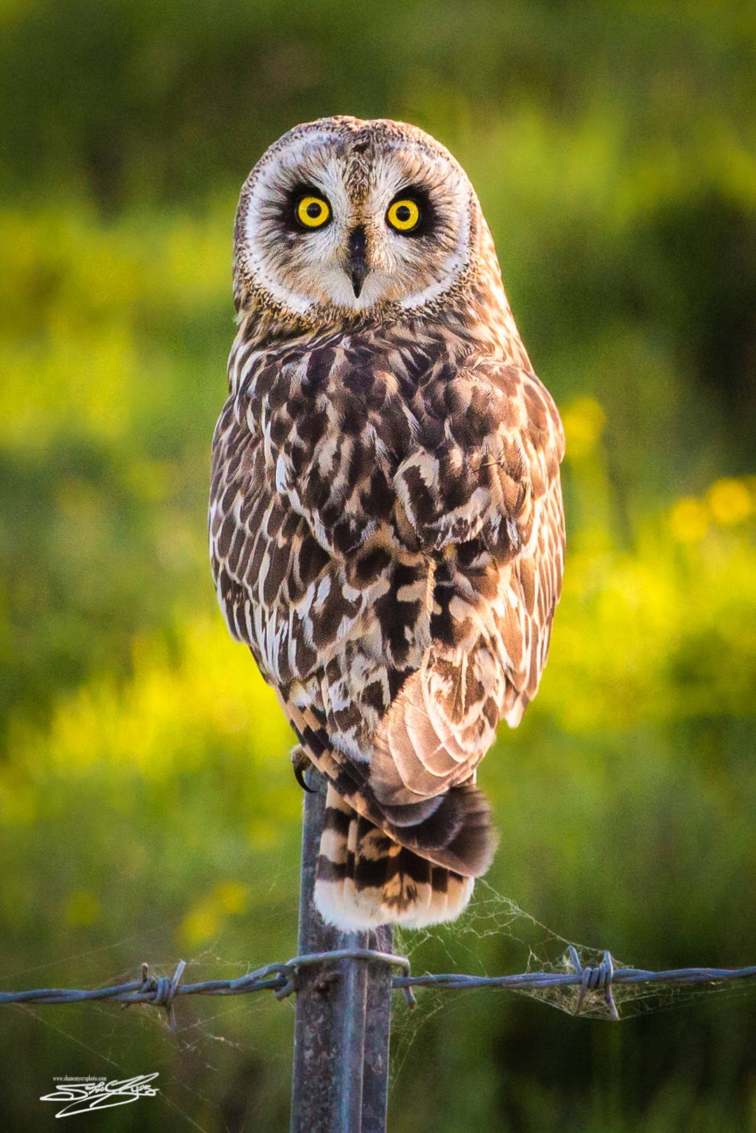 Hawaiian Short-eared Owl (pueo) Fine Art Print Titled "pueo 180" on 5 ...