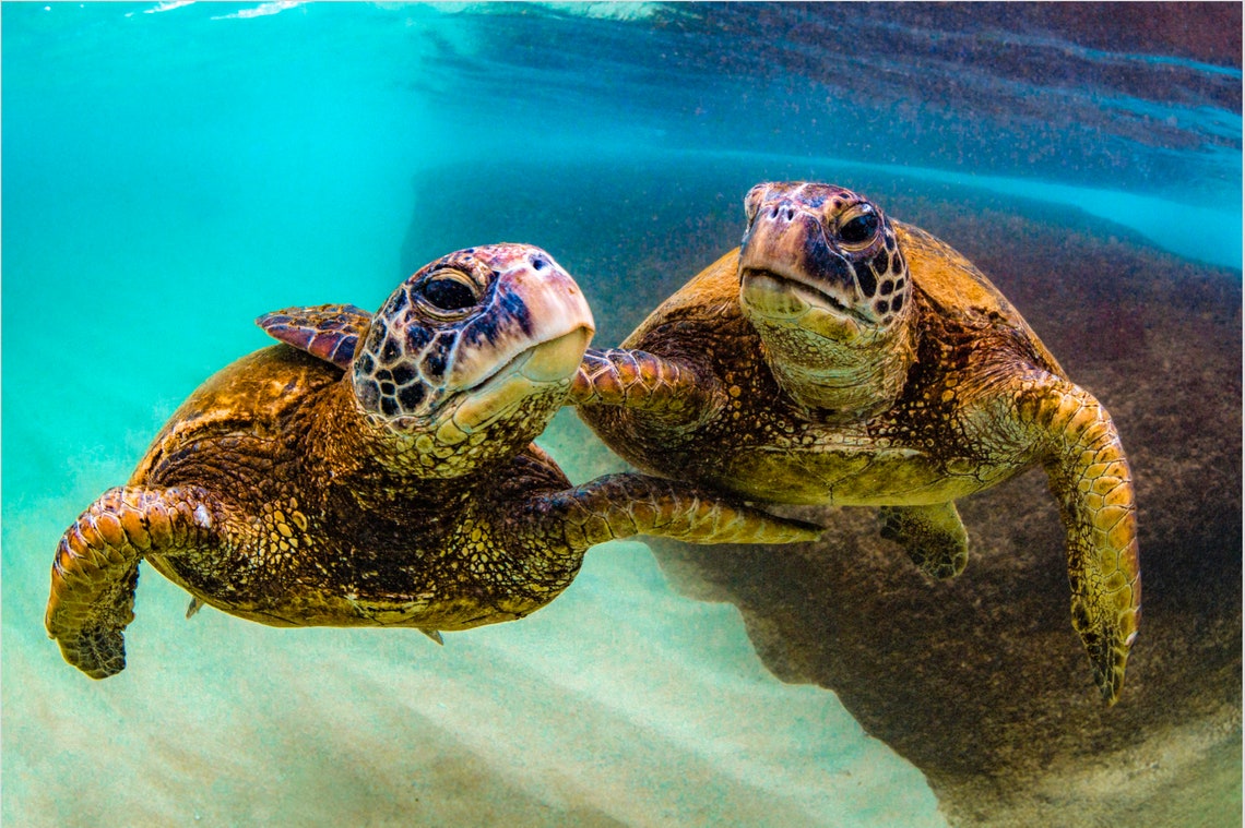 Hawaiian Green Sea Turtle Fine Art Print Titled | Etsy