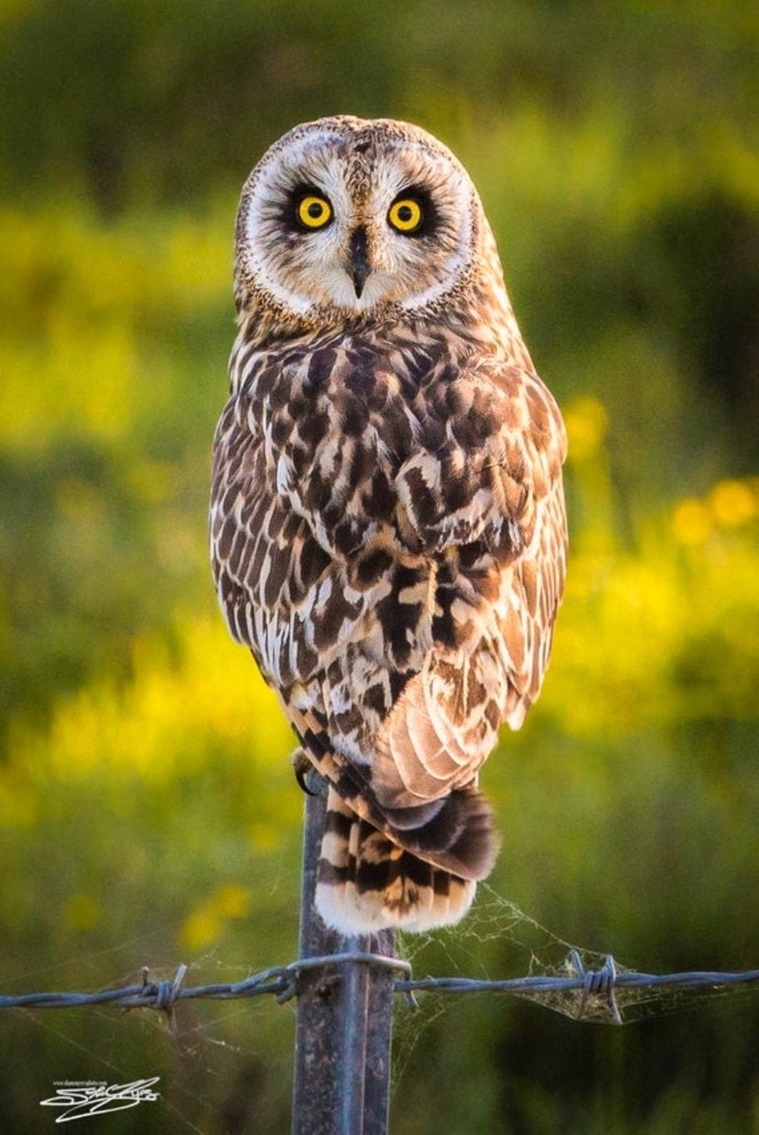 Aluminum/canvas Fine Art Print of Hawaiian Short Eared Owl Named “pueo ...