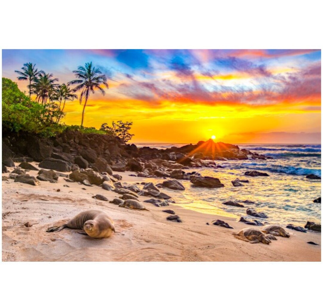 Aluminum/canvas Fine Art Print of Hawaiian Monk Seal and Green Sea ...