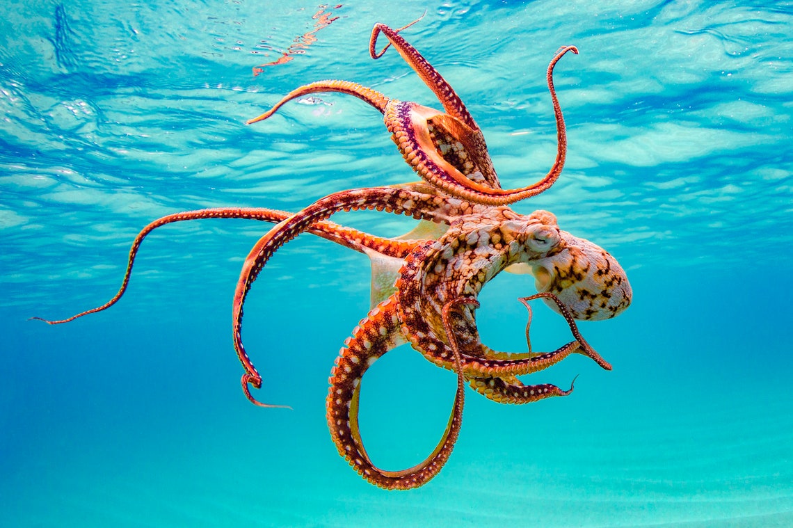 Hawaiian Octopus Fine Art Print Titled "whimsical" on 5"x7", 8"x10", or ...