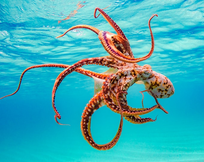 Hawaiian Octopus Fine Art Print Titled whimsical | Etsy