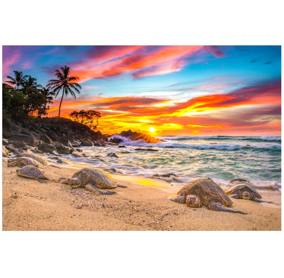 Hawaii Photo of Turtles on Beach at Sunset on North Shore With Surf and ...