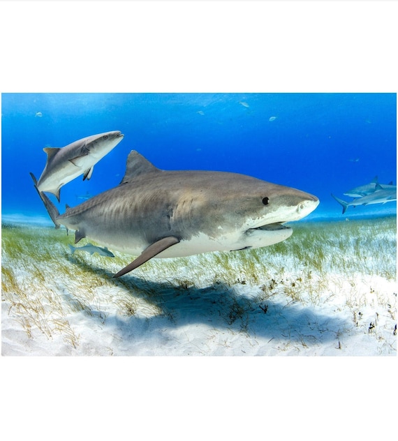 Tigre Bajo El Agua Imagen De Tiburón De Dientes Irregulares Mar Bajo