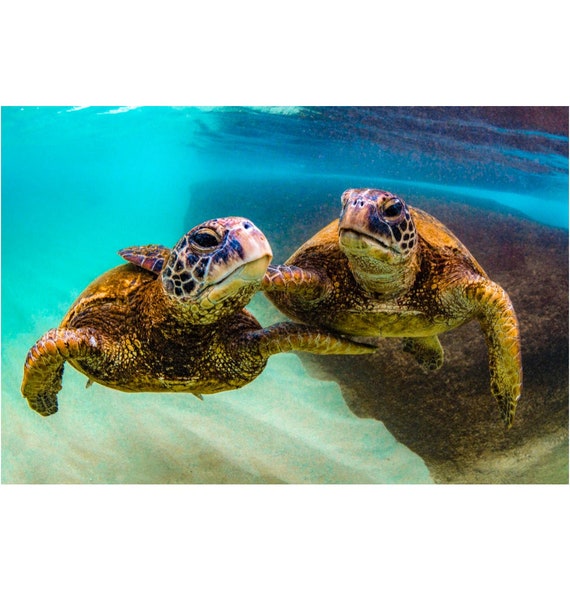 Green Sea Turtles Swimming Together