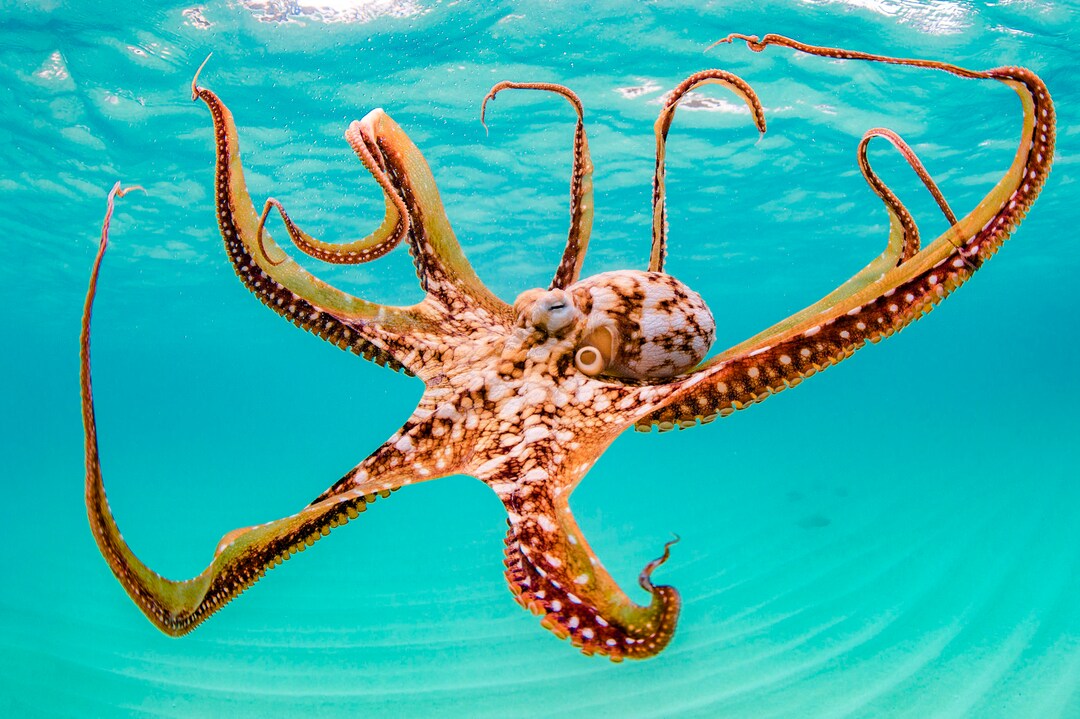 Hawaiian Octopus (tako) Photo Print, Pacific Ocean Wall Art on Metal or ...
